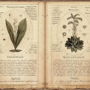 Digital Herbs Botanical Pages, Printable Herb Ephemera for Junk ...