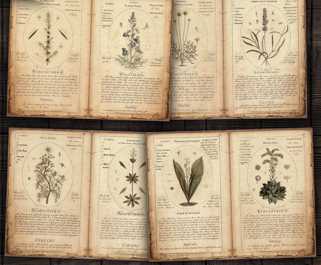 Digital Herbs Botanical Pages, Printable Herb Ephemera for Junk ...