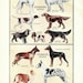 Dog Breeds Printable Ephemera, Vintage Digital Book Scans for Junk ...