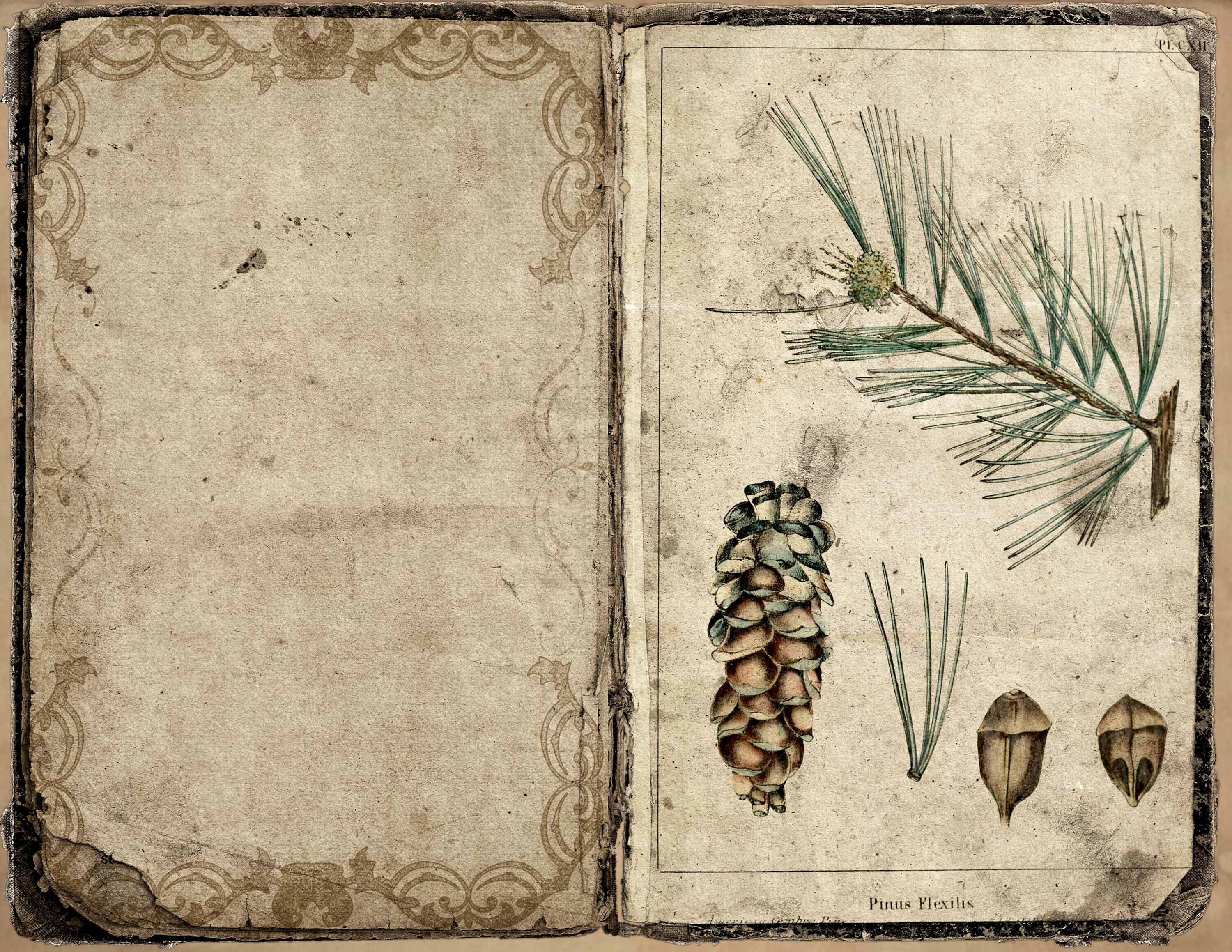 Junk journal wald zum ausdrucken _ junkjournal selber basteln | XAKY