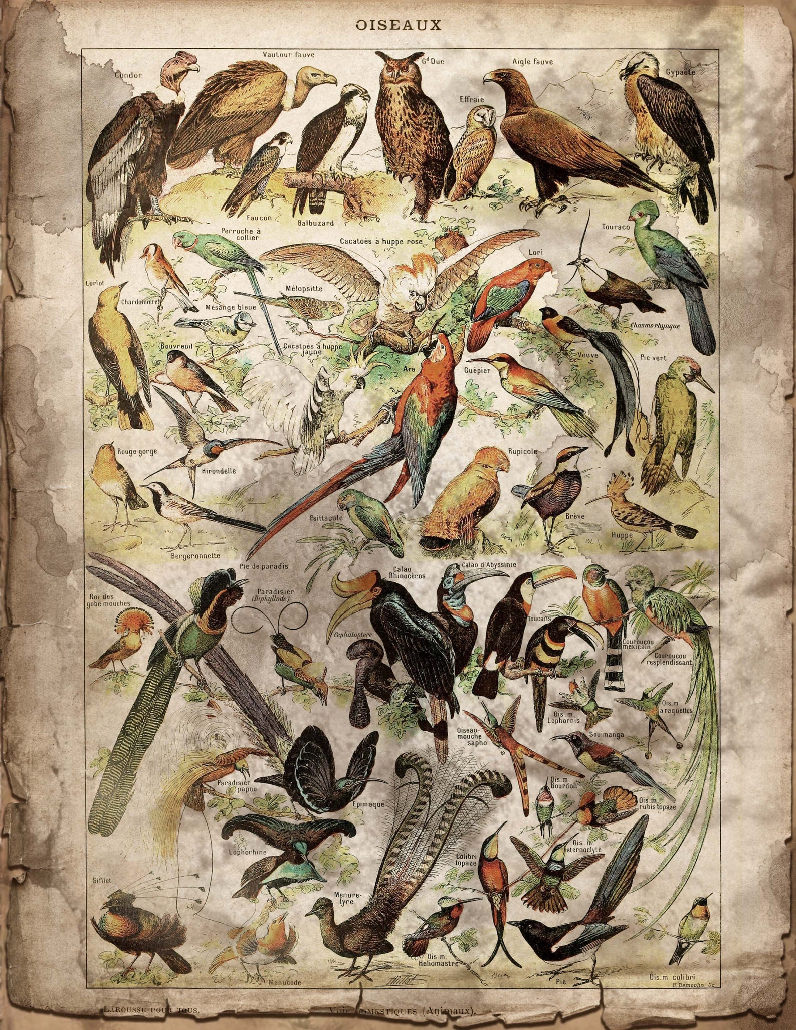 Grunge Birds, Feathers, Eggs Ephemera for Junk Journals, Scrapbooks ...