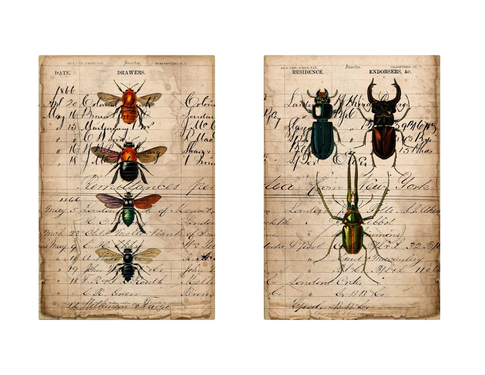 Printable Insects Ledger Pages for Junk Journals Scrapbooks | Etsy