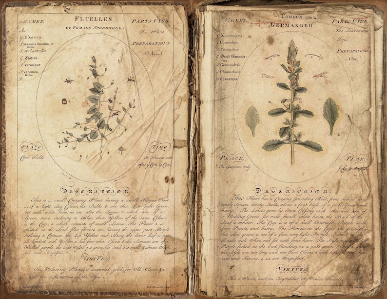 Digital Herbs Botanical Pages, Printable Herb Ephemera for Junk ...