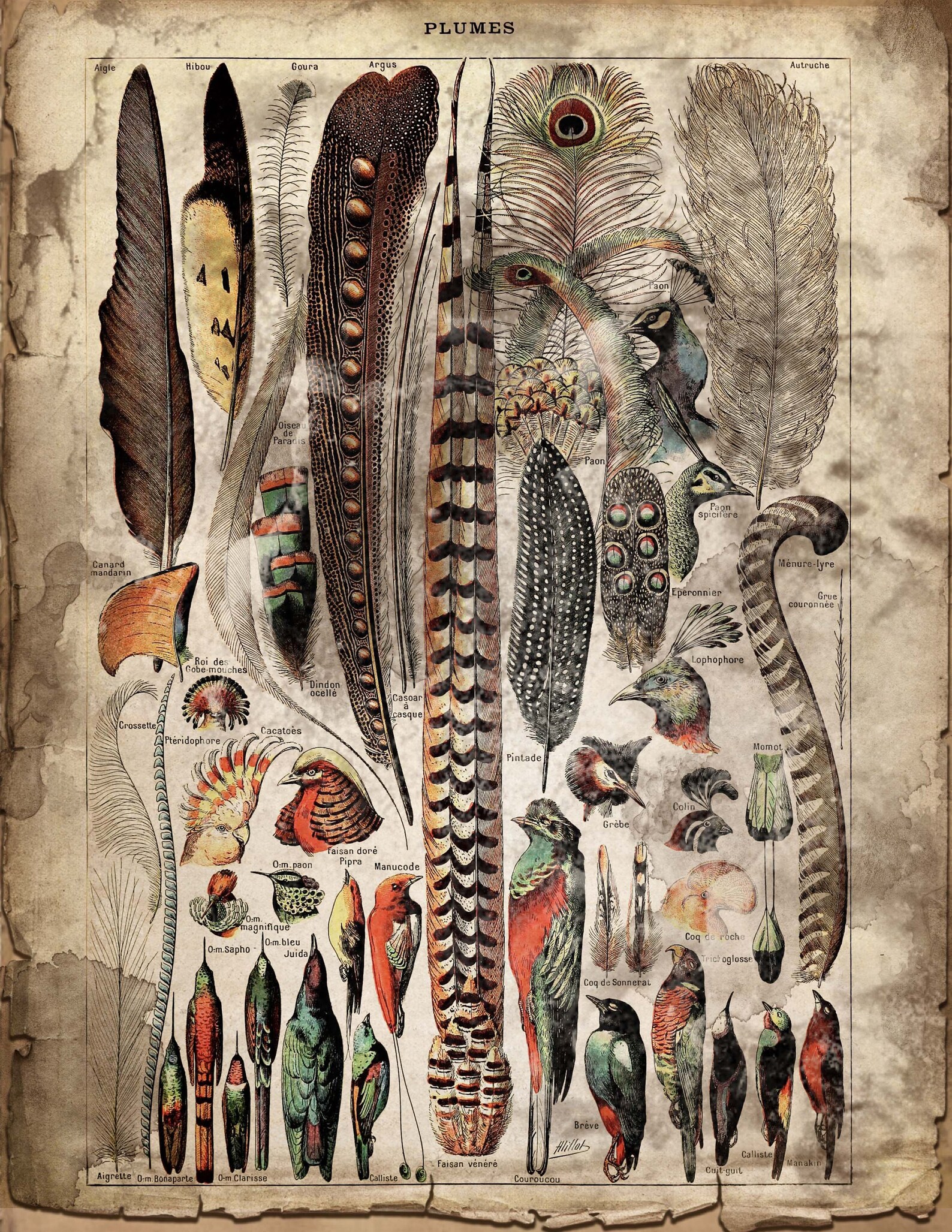 Grunge Birds, Feathers, Eggs Ephemera for Junk Journals, Scrapbooks ...