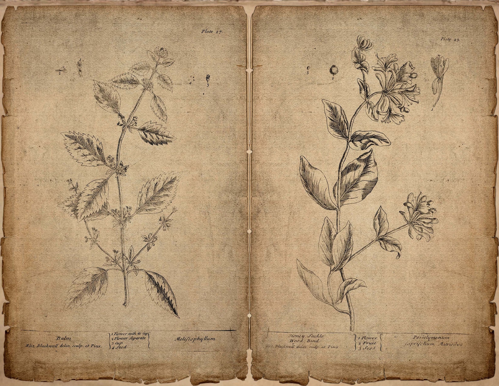 Digital Botanical Pages Printable Herbs Ephemera for Junk | Etsy