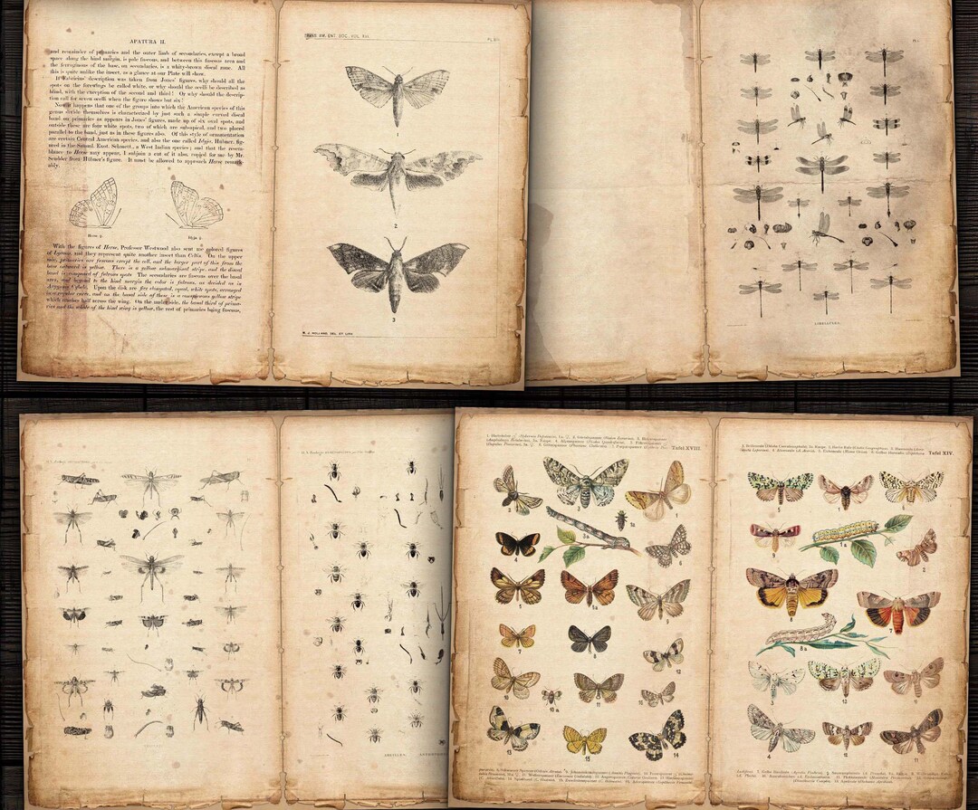 Digital Insects Junk Journal Pages, Moths, Butterflies Ephemera for ...
