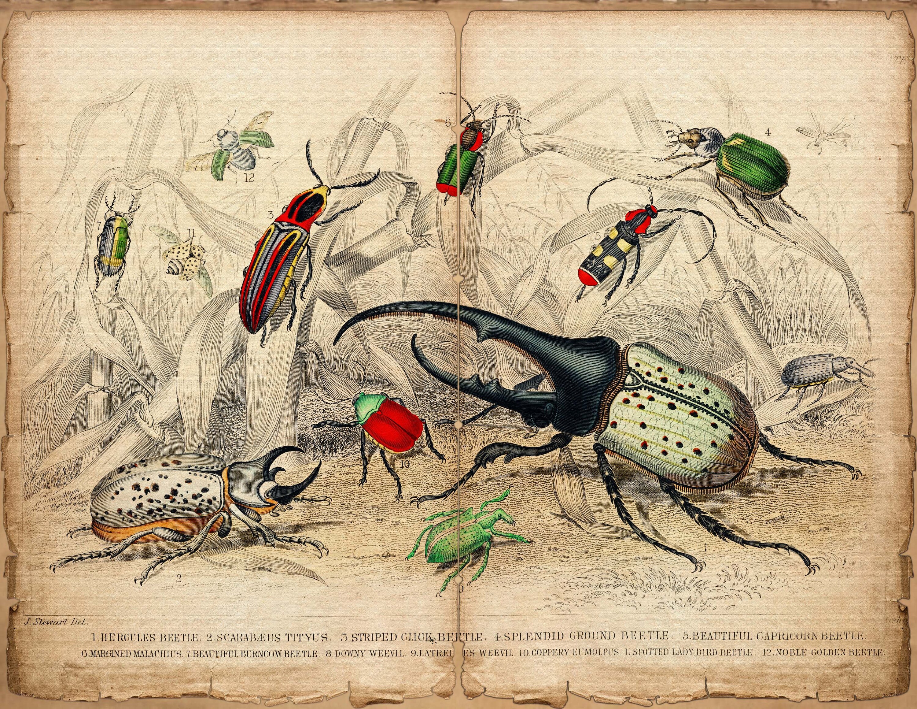 Digital Insects Junk Journal Pages Bees Butterflies Ephemera | Etsy