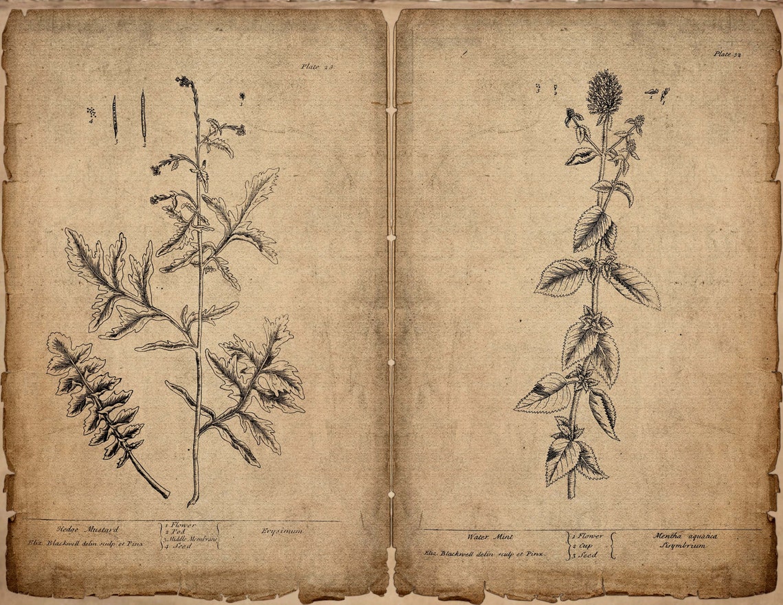 Digital Botanical Pages Printable Herbs Ephemera for Junk | Etsy
