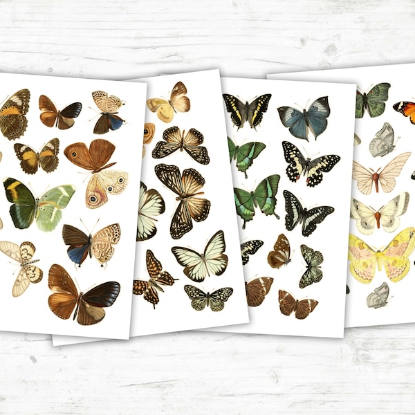 Antique Butterflies - Etsy