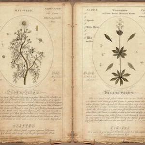 Digital Herbs Botanical Pages, Printable Herb Ephemera for Junk ...