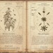 Digital Herbs Botanical Pages, Printable Herb Ephemera for Junk ...