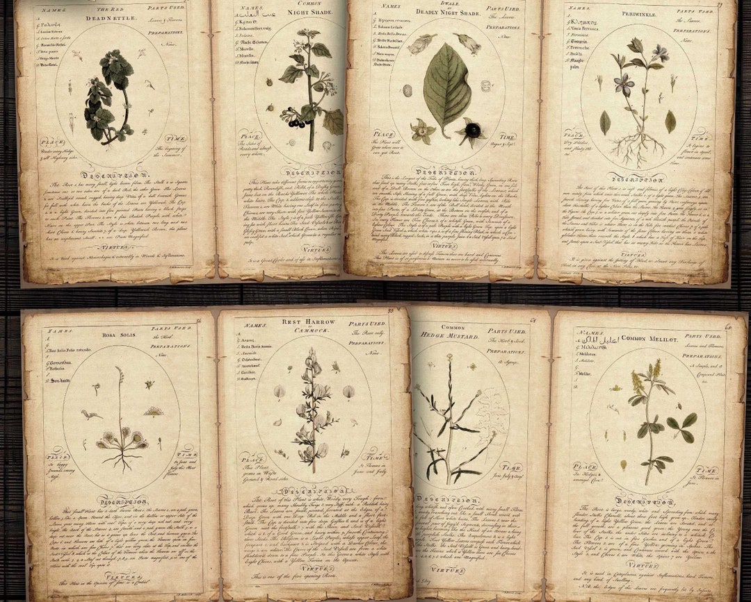 Digital Herbs Botanical Pages, Printable Herb Ephemera for Junk ...