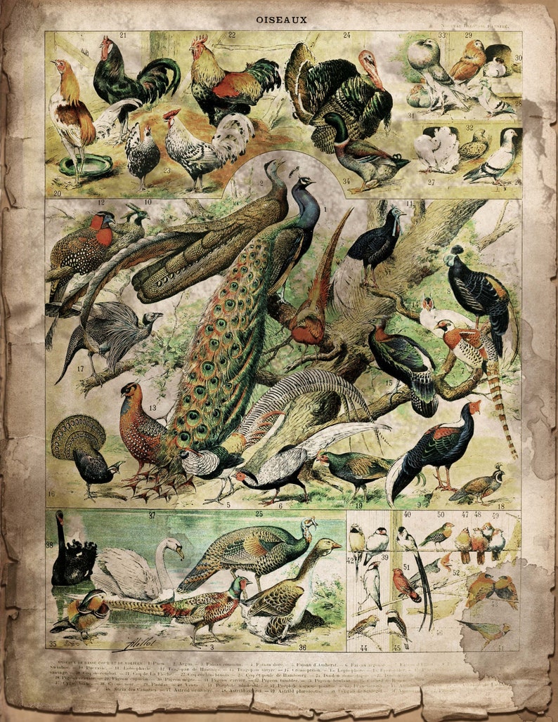 Grunge Birds, Feathers, Eggs Ephemera for Junk Journals, Scrapbooks ...