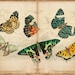 Digital Insects Junk Journal Pages, Bees, Butterflies Ephemera for ...
