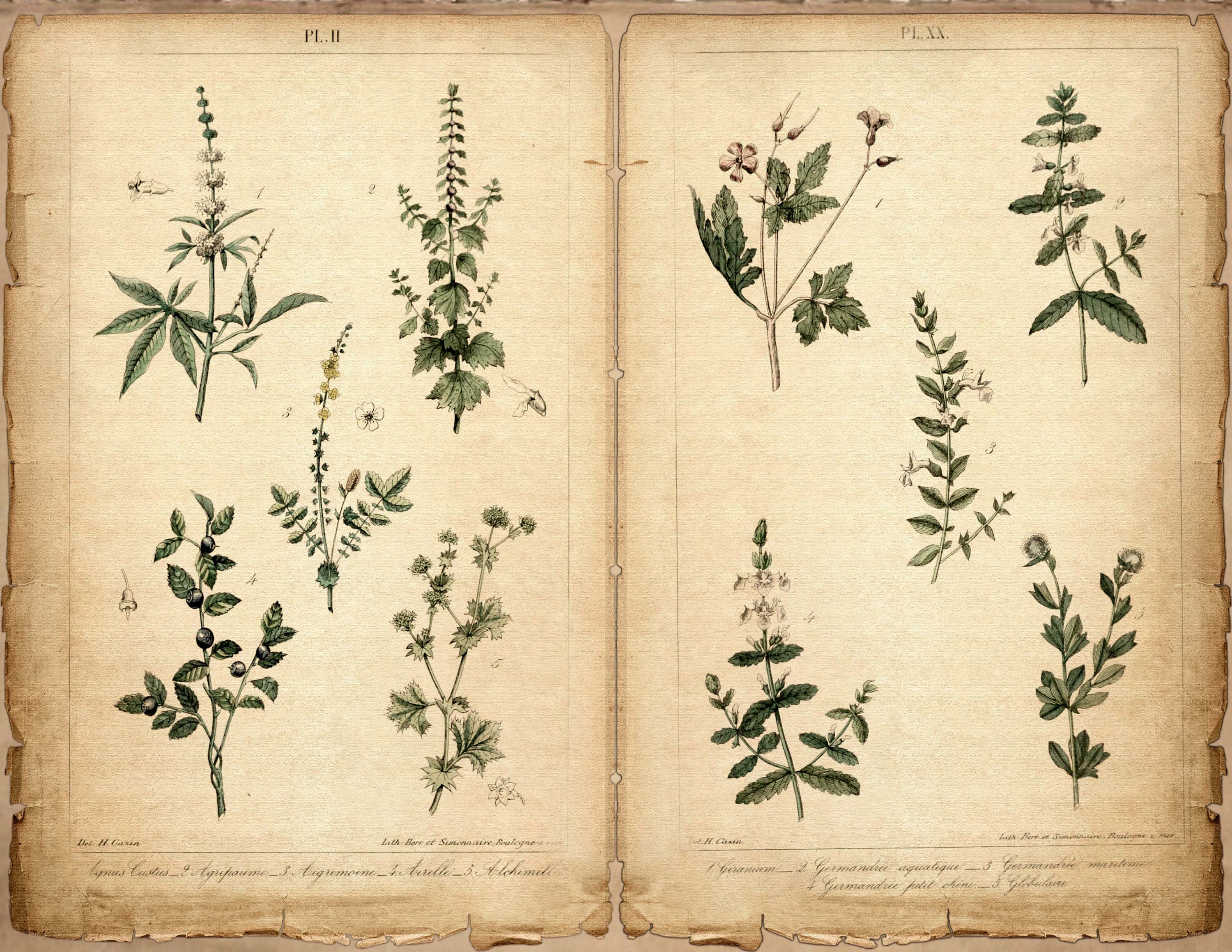 Digital Botanical Pages Printable Herbs Ephemera for Junk | Etsy