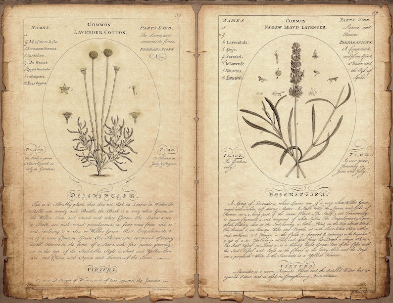 Digital Herbs Botanical Pages, Printable Herb Ephemera for Junk ...