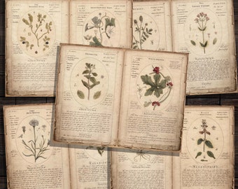 Digital Herbs Botanical Pages Printable Herb Ephemera for | Etsy