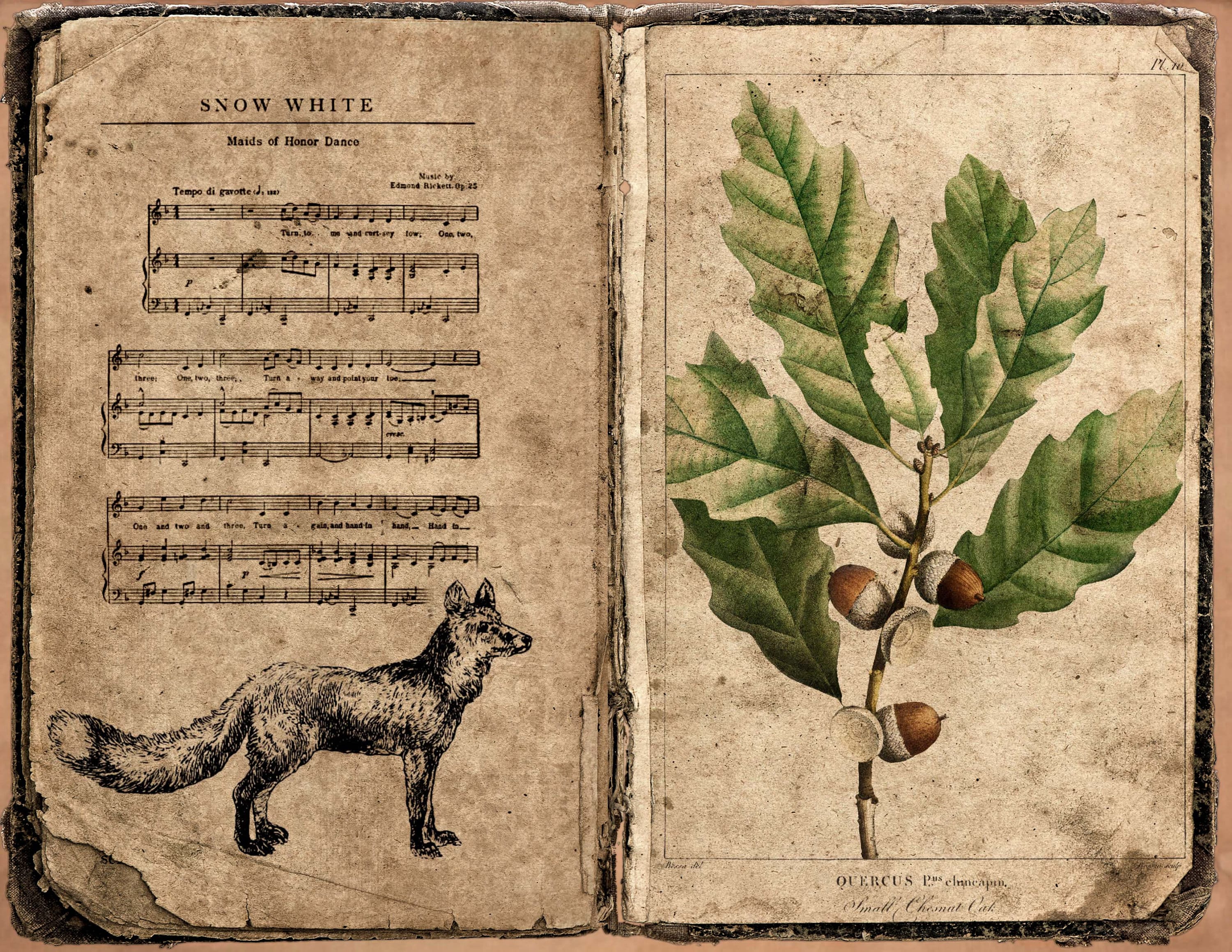 Snow White Printable Junk Journal Pages Fairy Tale Ephemera - Etsy Canada