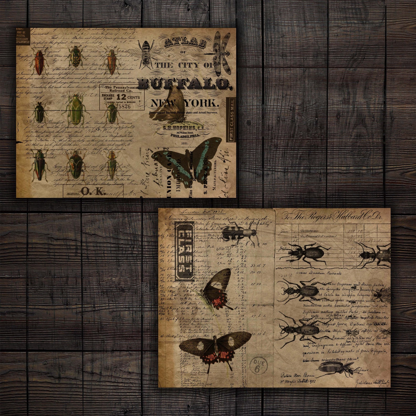 Junk Journal Insects Entomology Printable Paper, Background Ephemera ...