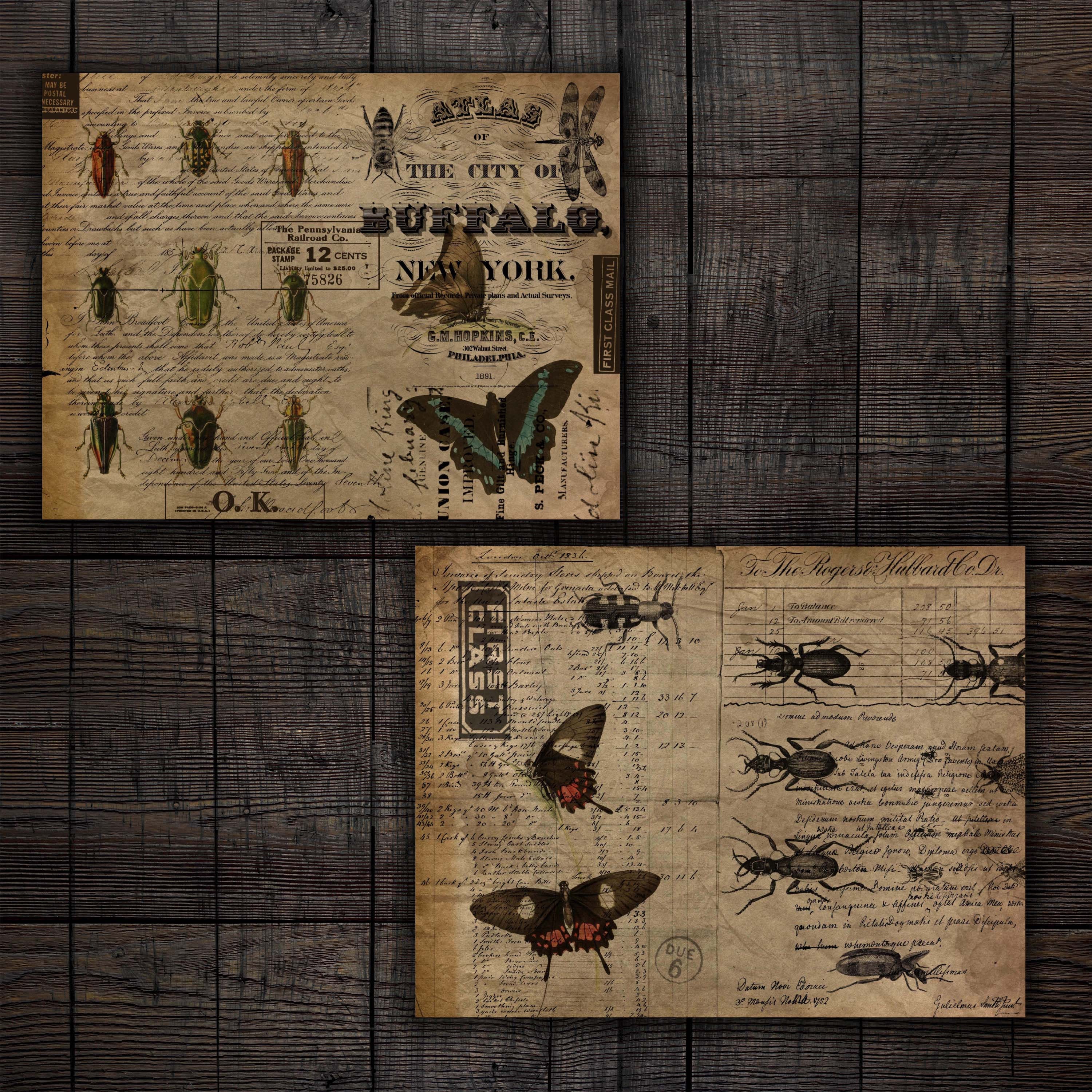 Junk Journal Insects Entomology Printable Paper Background - Etsy