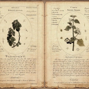 Digital Herbs Botanical Pages, Printable Herb Ephemera for Junk ...