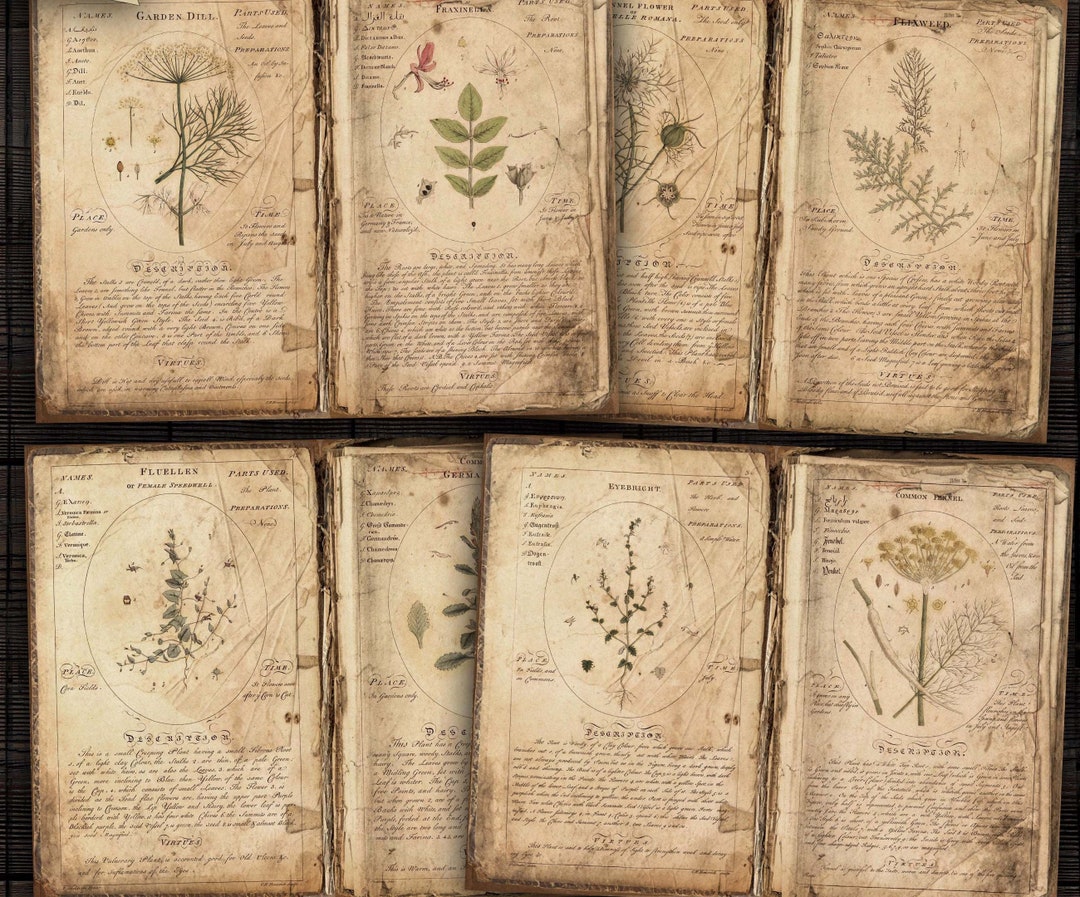 Digital Herbs Botanical Pages, Printable Herb Ephemera for Junk ...