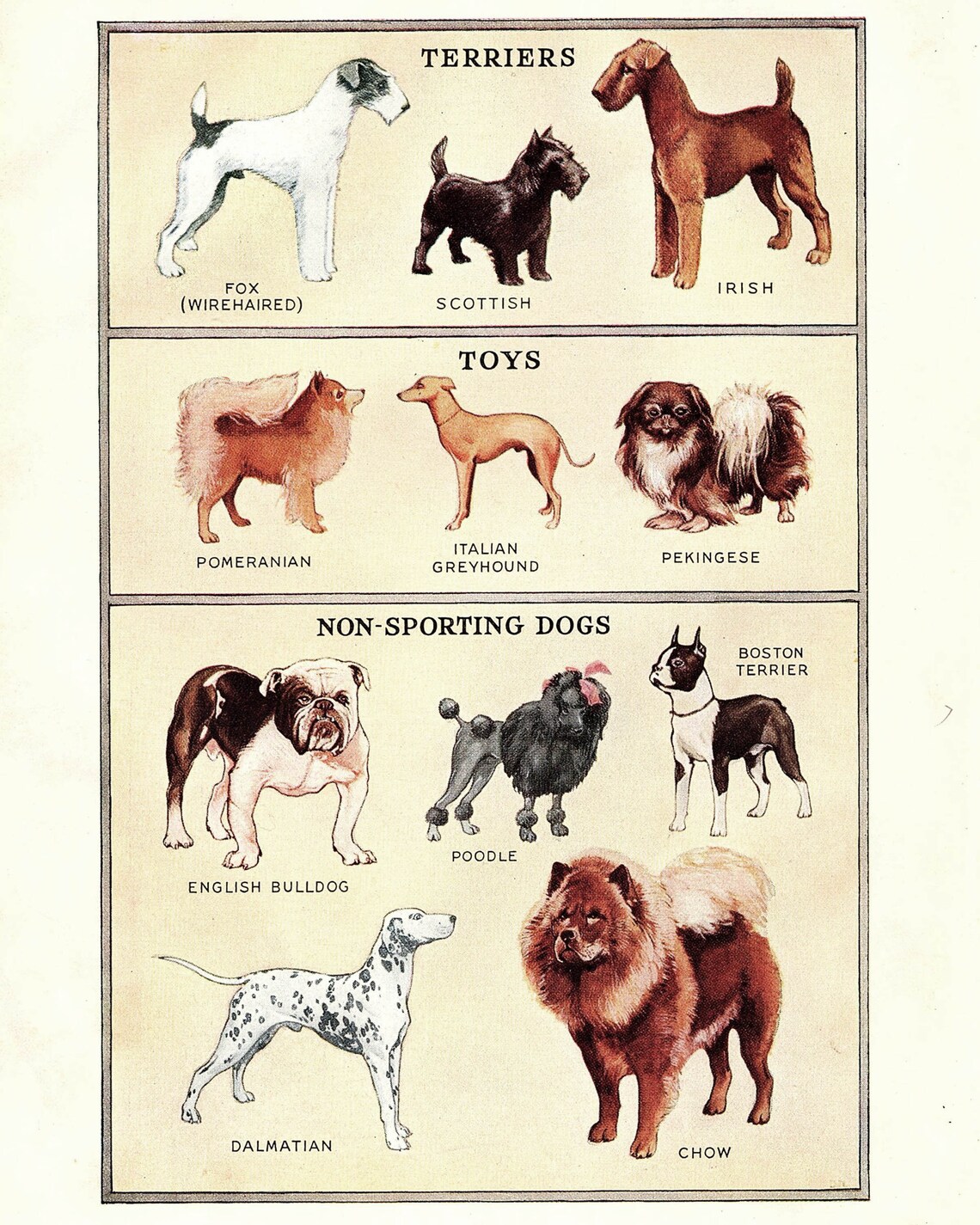 Dog Breeds Printable Ephemera Vintage Digital Book Scans for - Etsy