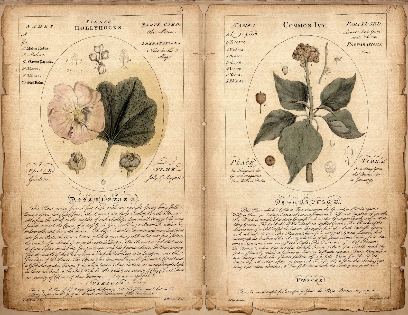 Digital Botanical Pages Printable Herbs Ephemera for Junk | Etsy