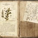 Digital Antique Botanical Pages, Printable Kit for Junk Journals ...