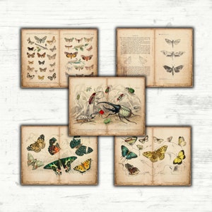 Digital Bundle Insects and Butterflies Kit, Printable Ephemera for Junk ...