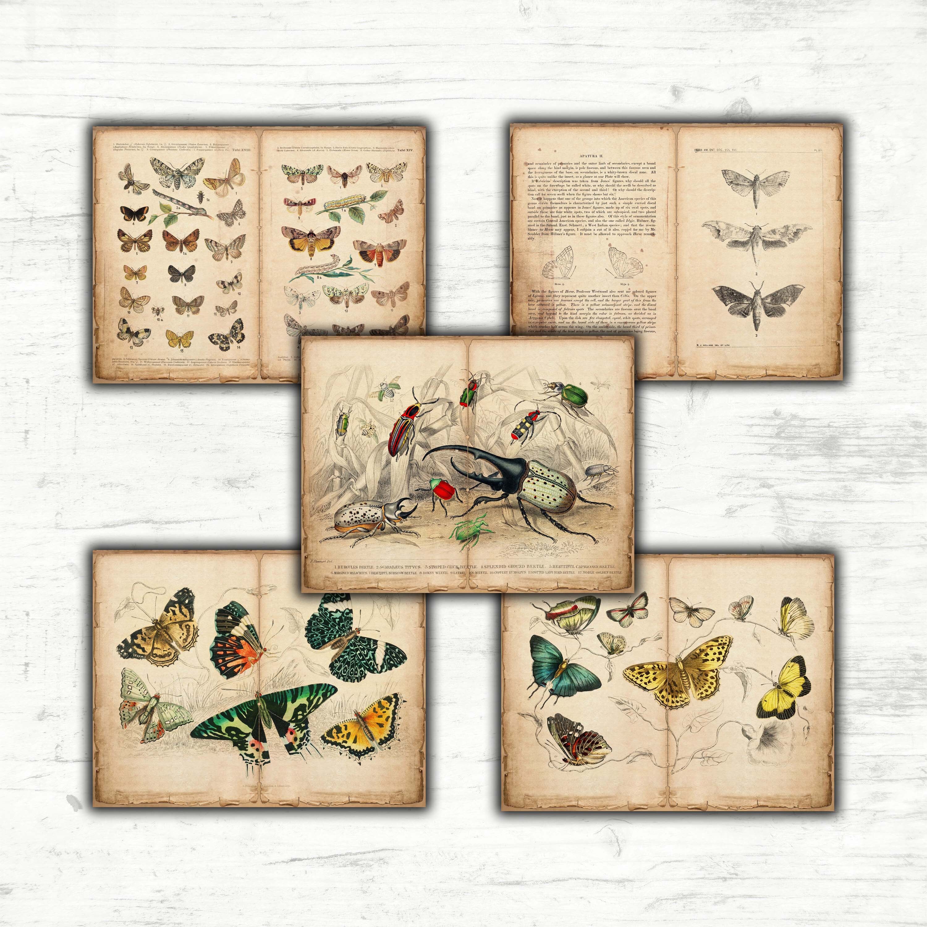 Digital Bundle Insects and Butterflies Kit, Printable Ephemera for Junk ...