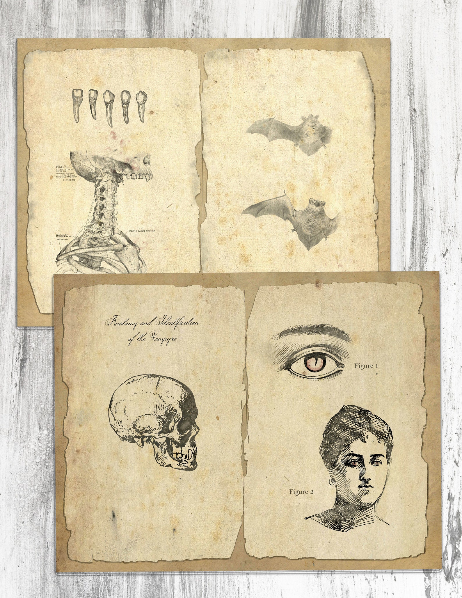 Vampire Hunter Digital Journal Kit, Halloween Ephemera for Junk ...