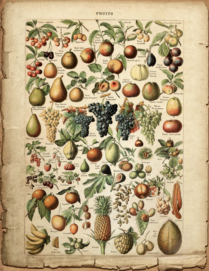 Printable Botanical Papers Digital Adolphe Millot Flowers - Etsy