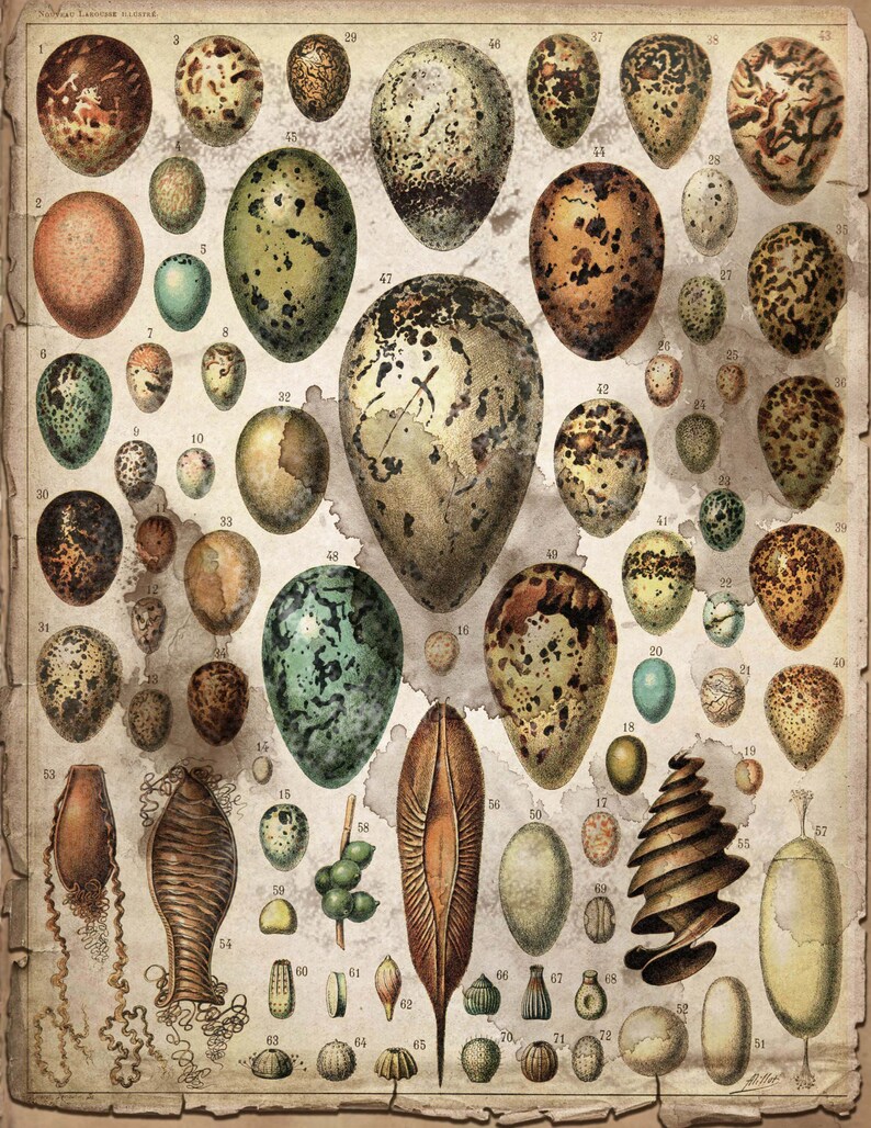 Grunge Birds Feathers Eggs Ephemera for Junk Journals - Etsy