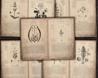 Digital Herbs Botanical Pages Printable Herb Ephemera for | Etsy