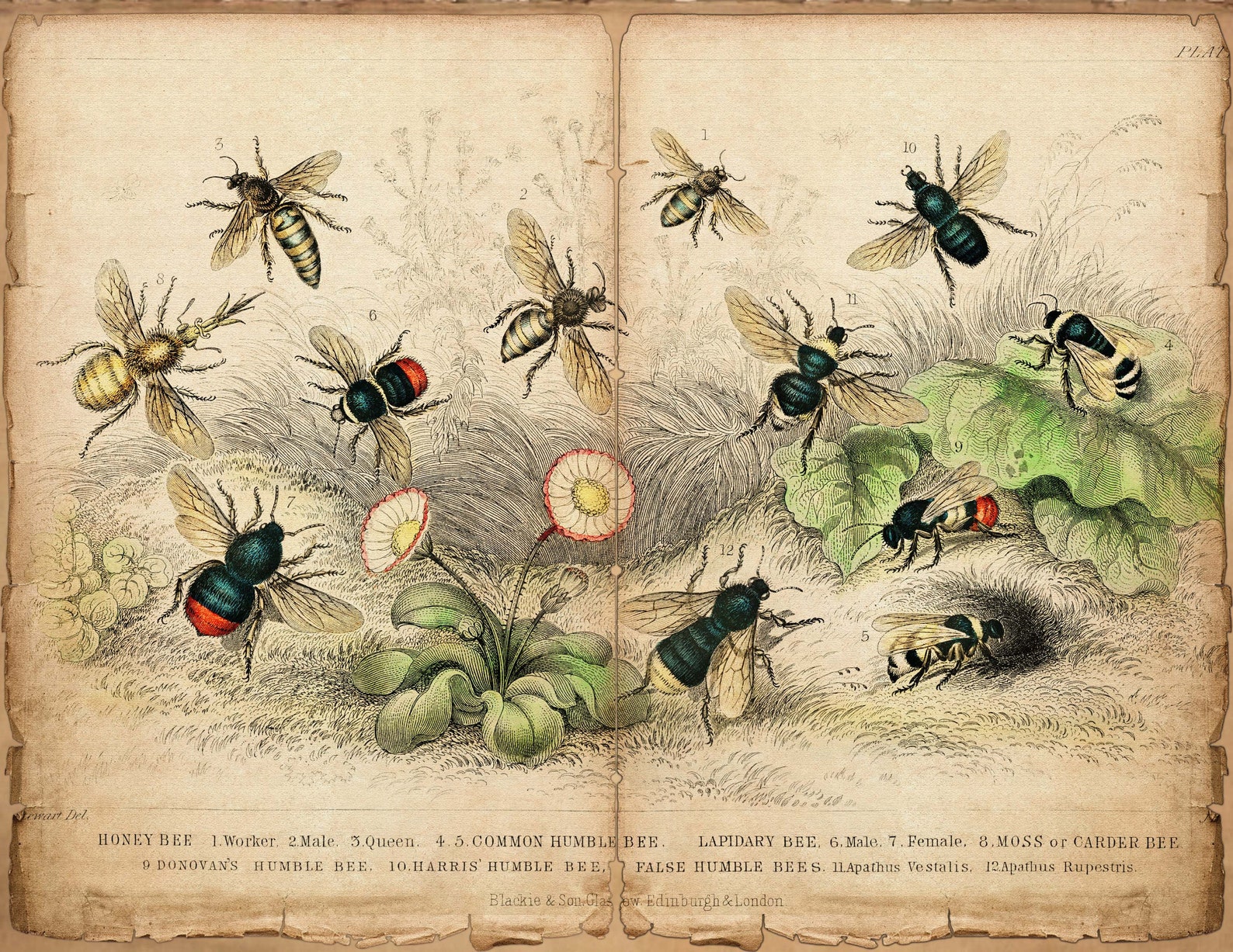 Digital Insects Junk Journal Pages, Bees, Butterflies Ephemera for ...