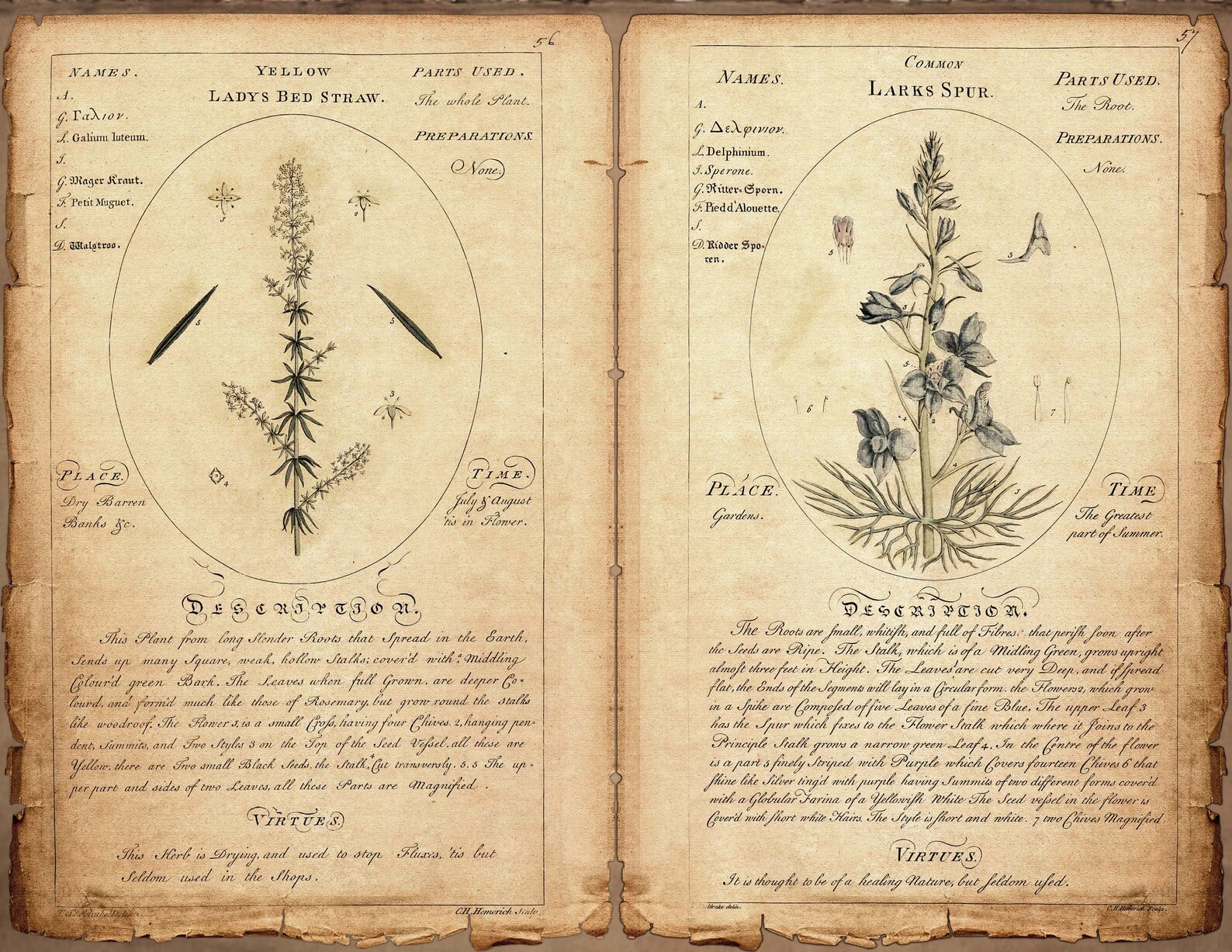 Digital Herbs Botanical Pages Printable Herb Ephemera for - Etsy