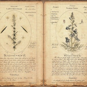 Digital Herbs Botanical Pages, Printable Herb Ephemera for Junk ...