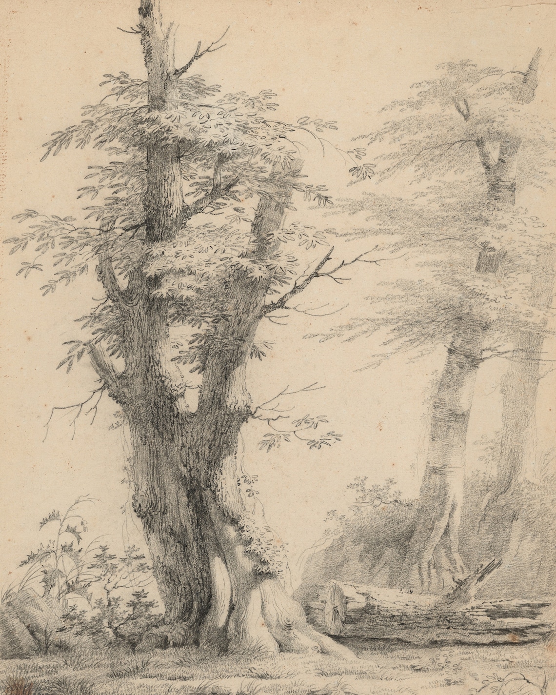 Downloadable Vintage Tree Sketch, Printable Antique Tree Drawing ...