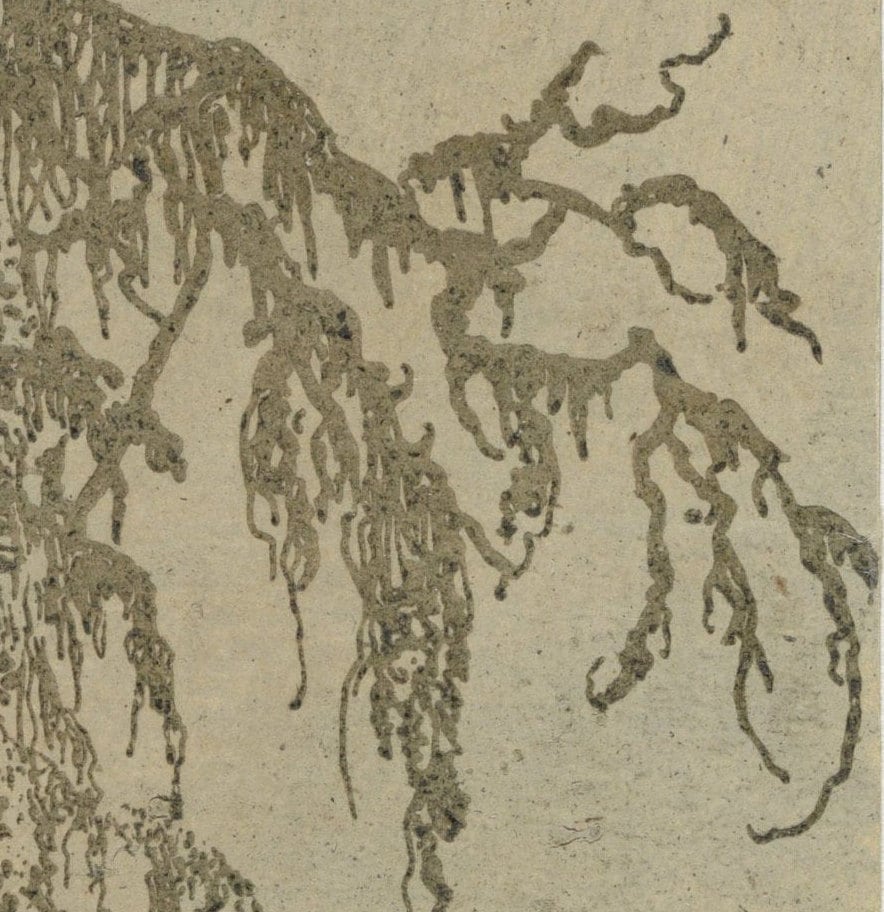 Vintage Tree Drawing, Antique Tree Sketch, Digital Tree Print, Amber ...