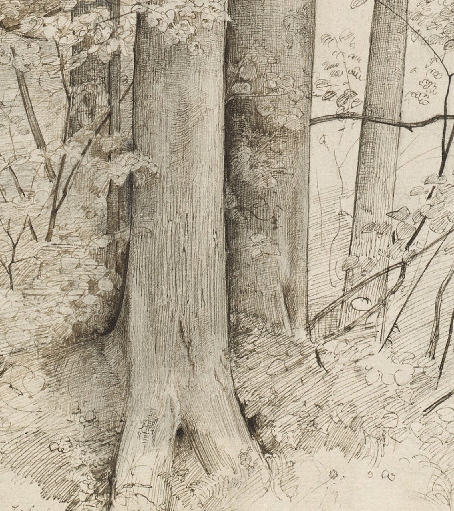 Vintage Tree Sketch, Vintage Drawing, Vintage Tree Art, Tree Sketch ...