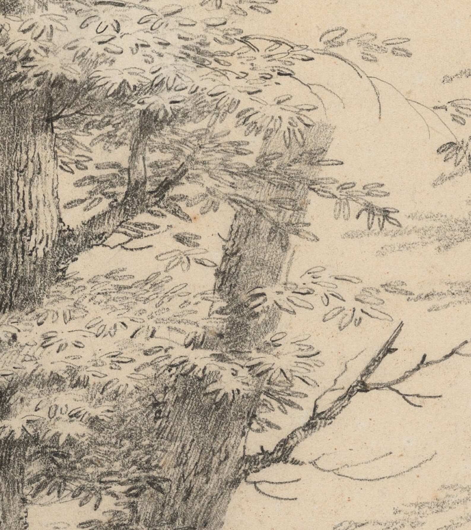 Downloadable Vintage Tree Sketch, Printable Antique Tree Drawing ...