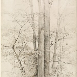 Vintage Tree Sketch, Vintage Drawing, Vintage Tree Art, Tree Sketch ...