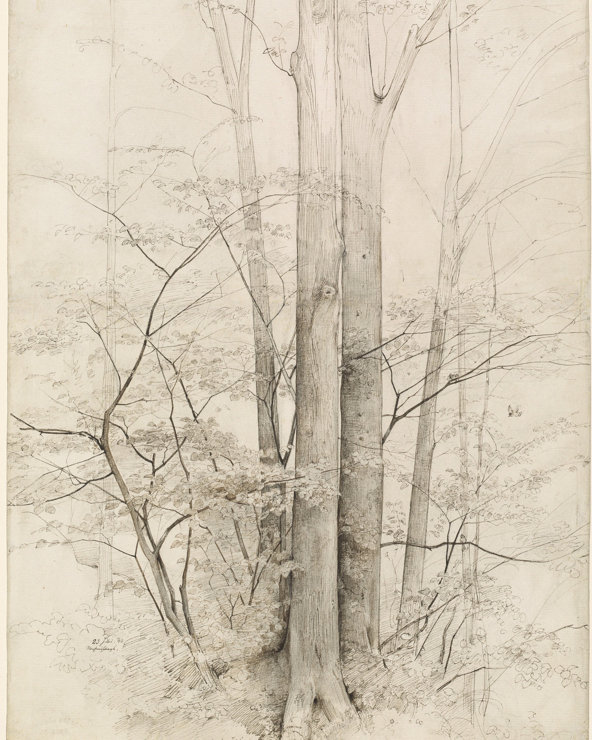 Vintage Tree Sketch, Vintage Drawing, Vintage Tree Art, Tree Sketch ...