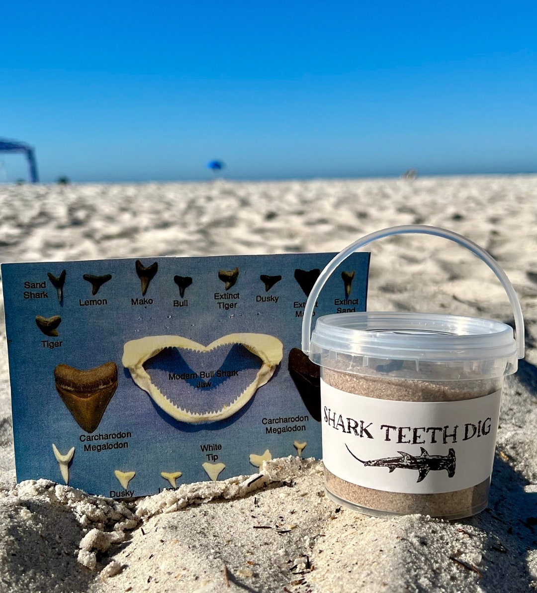 Shark Teeth Dig Bucket, Shark Teeth, Shark Gifts, Shark Themed Party ...