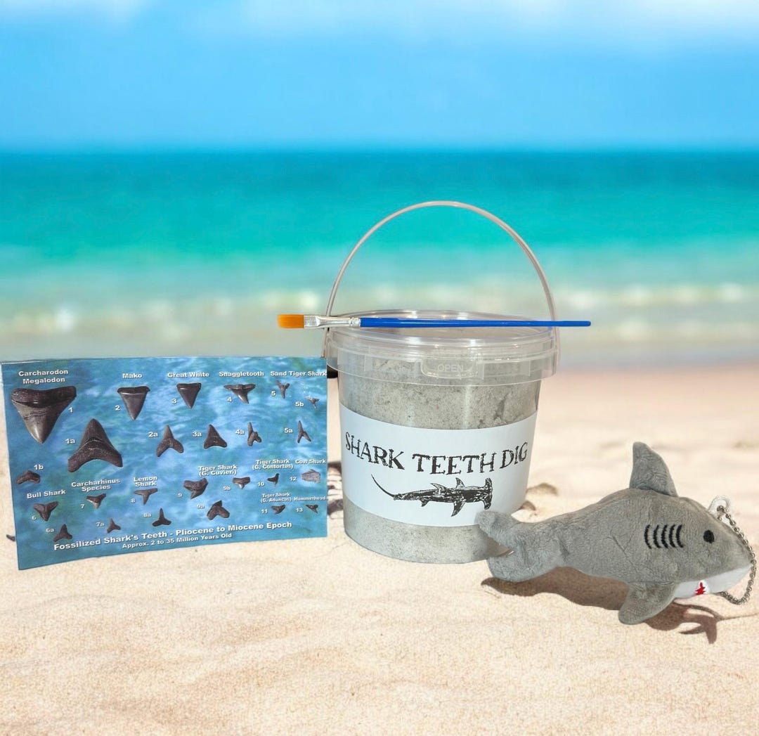 Shark Teeth Dig Bucket, Shark Teeth, Shark Gifts, Shark Themed Party ...