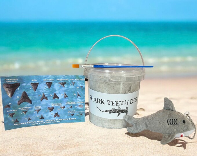 Shark Teeth Dig Bucket, Shark Teeth, Shark Gifts, Shark Themed Party ...