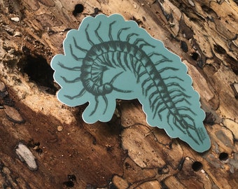Centipede Vinyl Sticker Cute Bug Sticker Insects Sticker - Etsy