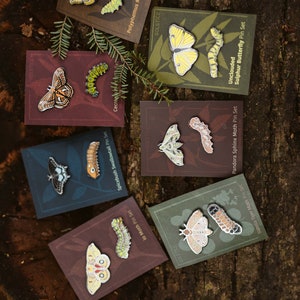 Polyphemus Moth Pin Set - Etsy