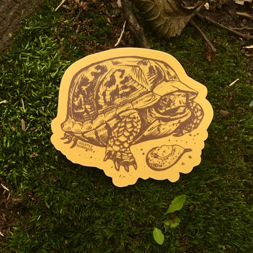 Box Turtle Sticker - Etsy